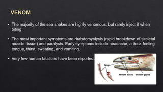 Biology of sea snakes.pptx