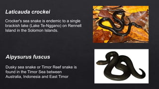 Biology of sea snakes.pptx