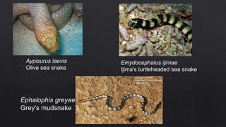 Biology of sea snakes.pptx