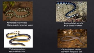Biology of sea snakes.pptx