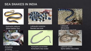 Biology of sea snakes.pptx