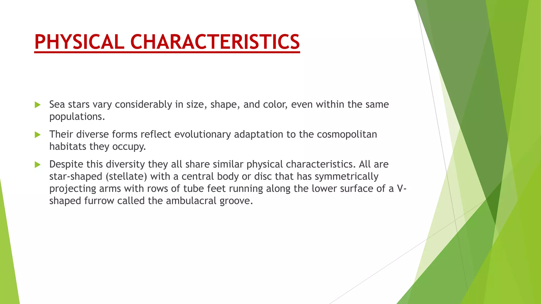 BIOLOGY OF SEASTAR AND FEATHER STAR-1.pptx
