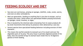 BIOLOGY OF SEASTAR AND FEATHER STAR-1.pptx
