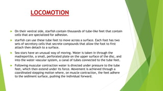 BIOLOGY OF SEASTAR AND FEATHER STAR-1.pptx