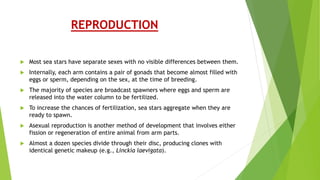 BIOLOGY OF SEASTAR AND FEATHER STAR-1.pptx