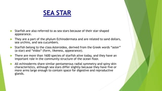 BIOLOGY OF SEASTAR AND FEATHER STAR-1.pptx
