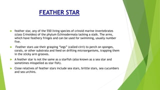 BIOLOGY OF SEASTAR AND FEATHER STAR-1.pptx