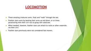 BIOLOGY OF SEASTAR AND FEATHER STAR-1.pptx