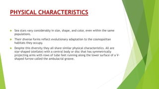 BIOLOGY OF SEASTAR AND FEATHER STAR-1.pptx