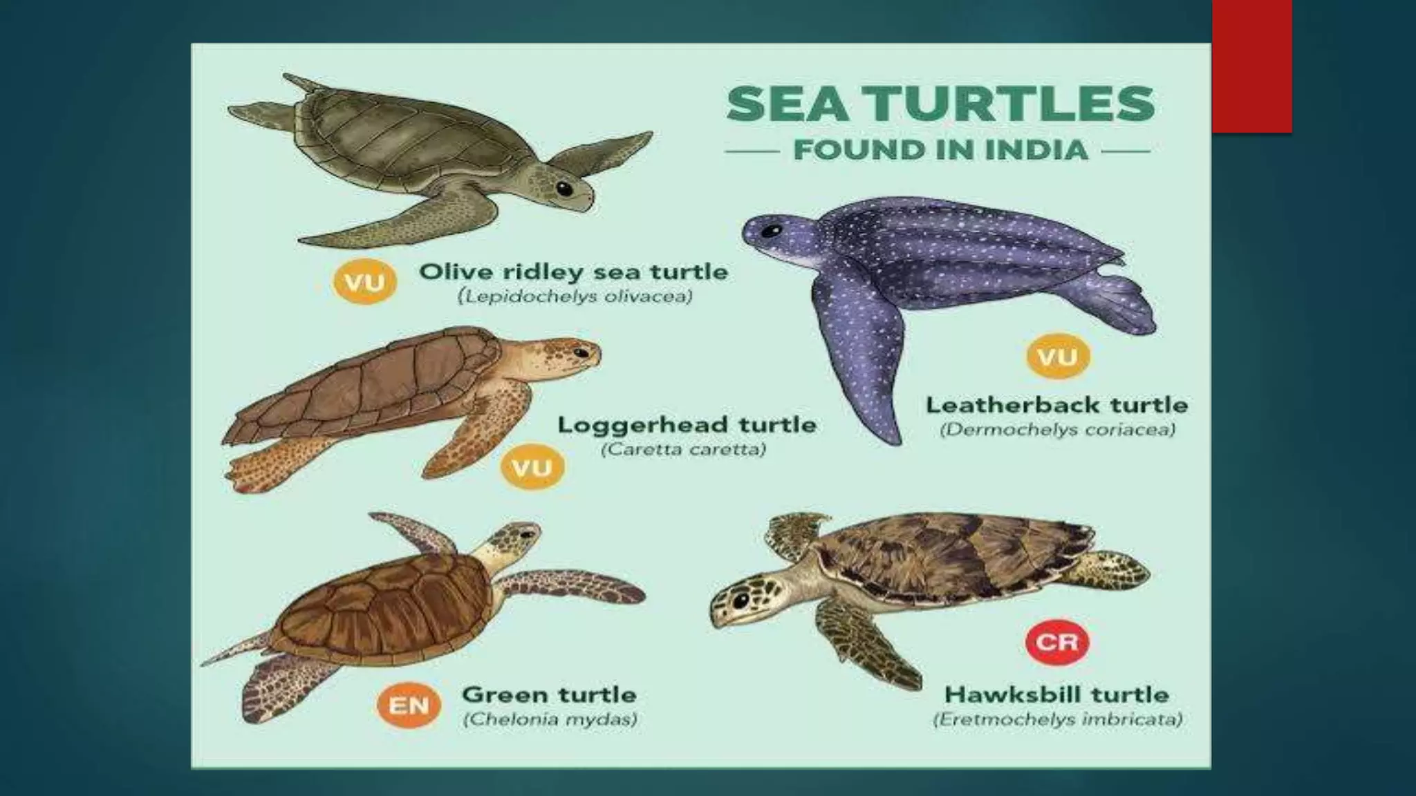 Biology of Sea Turtles ppt | PPTX | Geography | Science