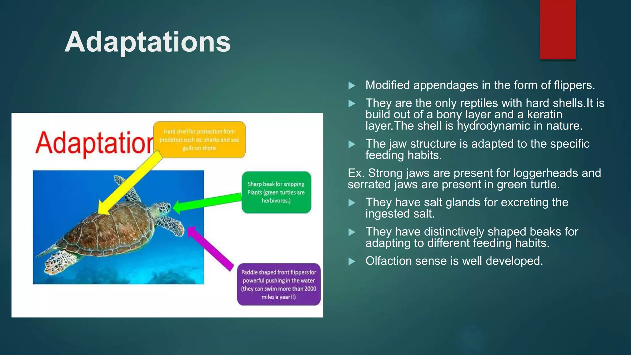 Biology of Sea Turtles ppt | PPTX | Geography | Science