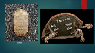 Biology of Sea Turtles ppt | PPTX