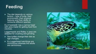 Biology of Sea Turtles ppt | PPTX | Geography | Science