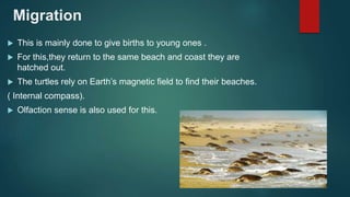 Biology of Sea Turtles ppt | PPTX