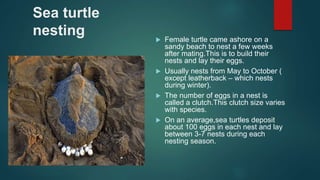 Biology of Sea Turtles ppt | PPTX