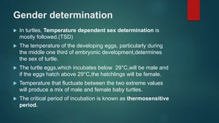 Biology of Sea Turtles ppt | PPTX | Geography | Science