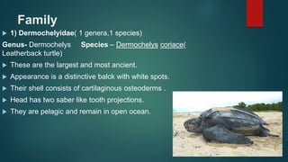 Biology of Sea Turtles ppt | PPTX