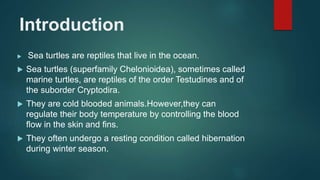 Biology of Sea Turtles ppt | PPTX | Geography | Science