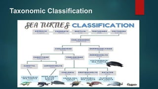 Biology of Sea Turtles ppt | PPTX | Geography | Science