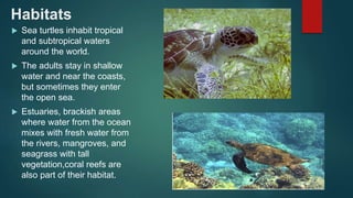 Biology of Sea Turtles ppt | PPTX