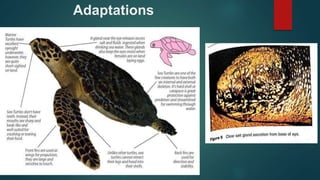 Biology of Sea Turtles ppt | PPTX