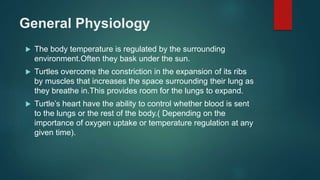 Biology of Sea Turtles ppt | PPTX | Geography | Science