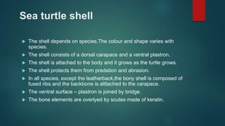 Biology of Sea Turtles ppt | PPTX | Geography | Science