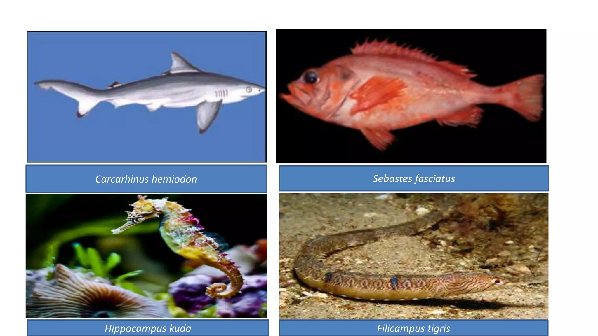 Biology of selected endangered species of fishes | PPTX