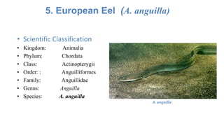 Biology of selected endangered species of fishes | PPTX