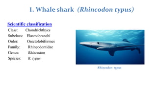 Biology of selected endangered species of fishes | PPTX