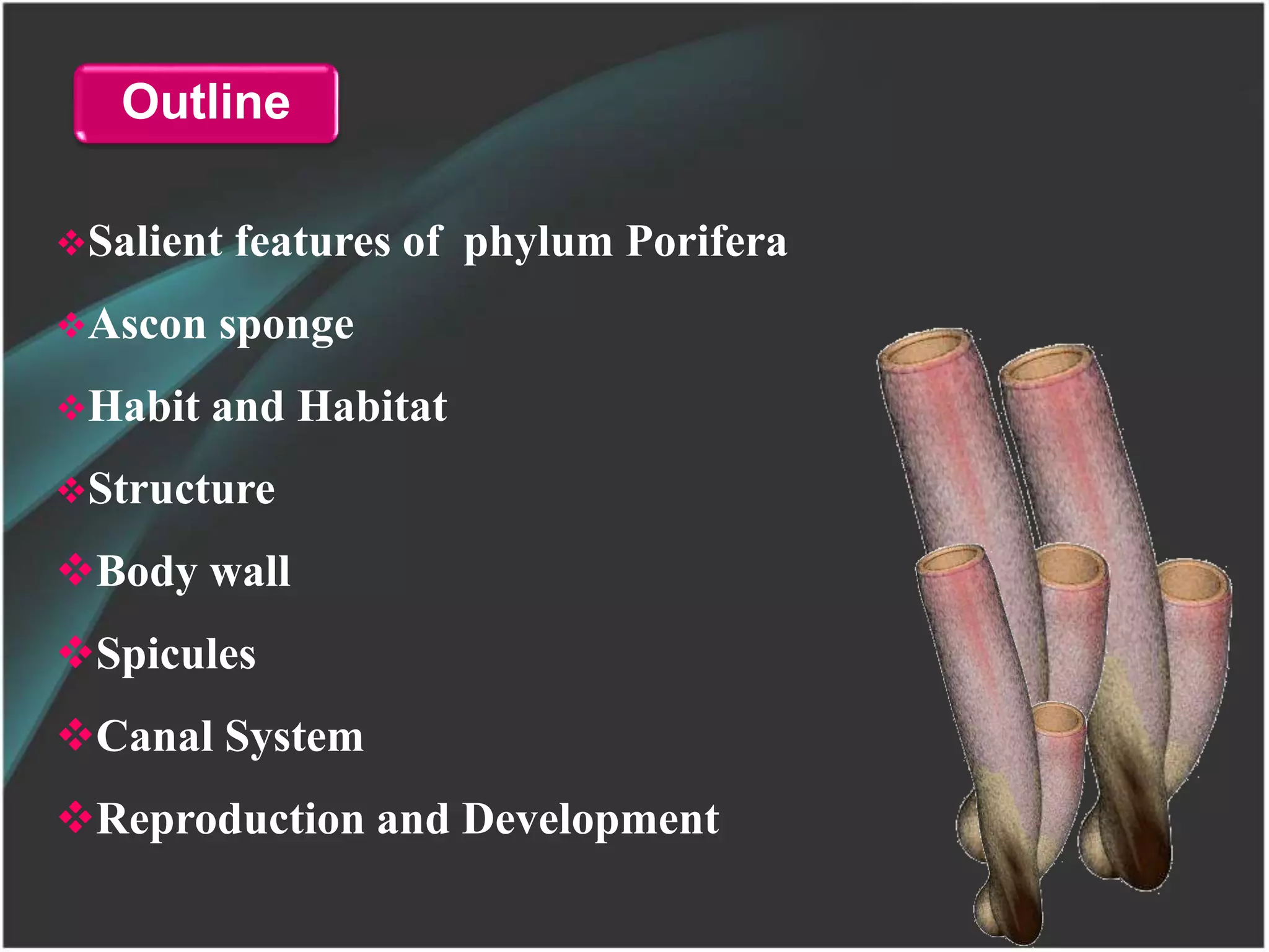 Biology of sponge | PPTX | Biological Sciences | Science