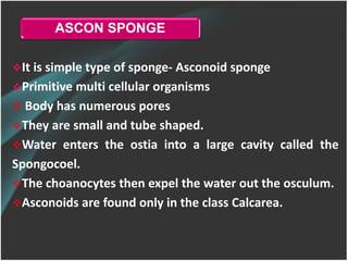 Biology of sponge | PPTX | Biological Sciences | Science