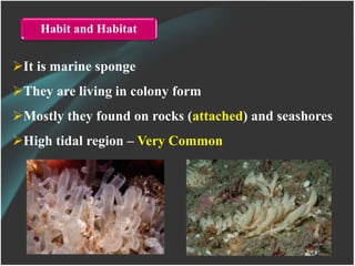Biology of sponge | PPTX | Biological Sciences | Science