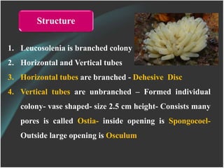 Biology of sponge | PPTX | Biological Sciences | Science