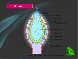 Biology of sponge | PPTX | Biological Sciences | Science