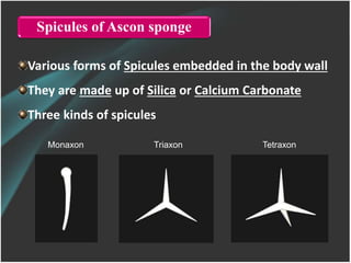 Biology of sponge | PPTX | Biological Sciences | Science