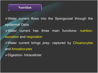 Biology of sponge | PPTX | Biological Sciences | Science