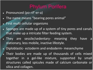 Biology of sponge | PPTX | Biological Sciences | Science
