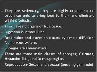 Biology of sponge | PPTX | Biological Sciences | Science