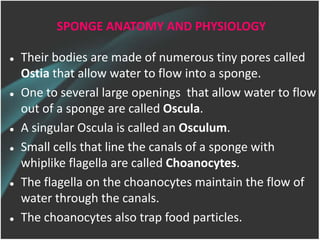 Biology of sponge | PPTX | Biological Sciences | Science