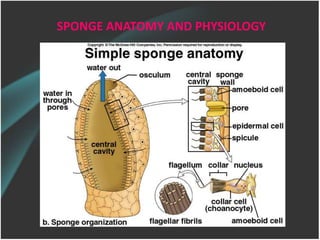 Biology of sponge | PPTX | Biological Sciences | Science