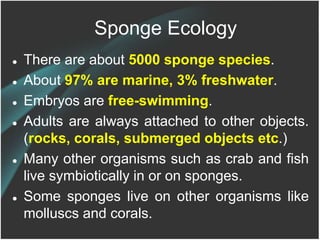Biology of sponge | PPTX | Biological Sciences | Science