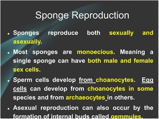Biology of sponge | PPTX | Biological Sciences | Science