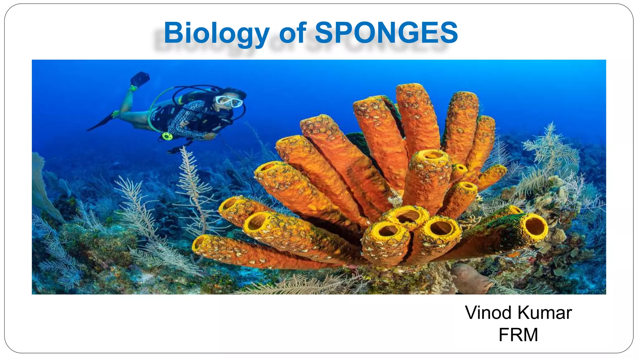 BIOLOGY OF SPONGES ppt | PPT