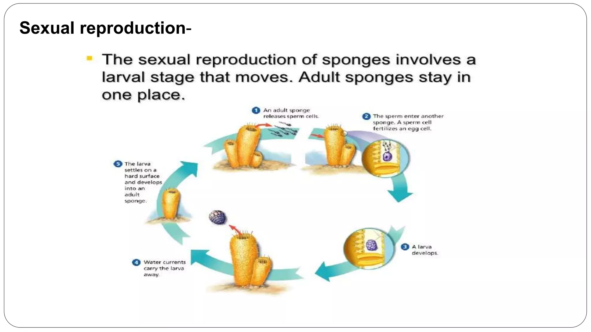 BIOLOGY OF SPONGES ppt | PPT