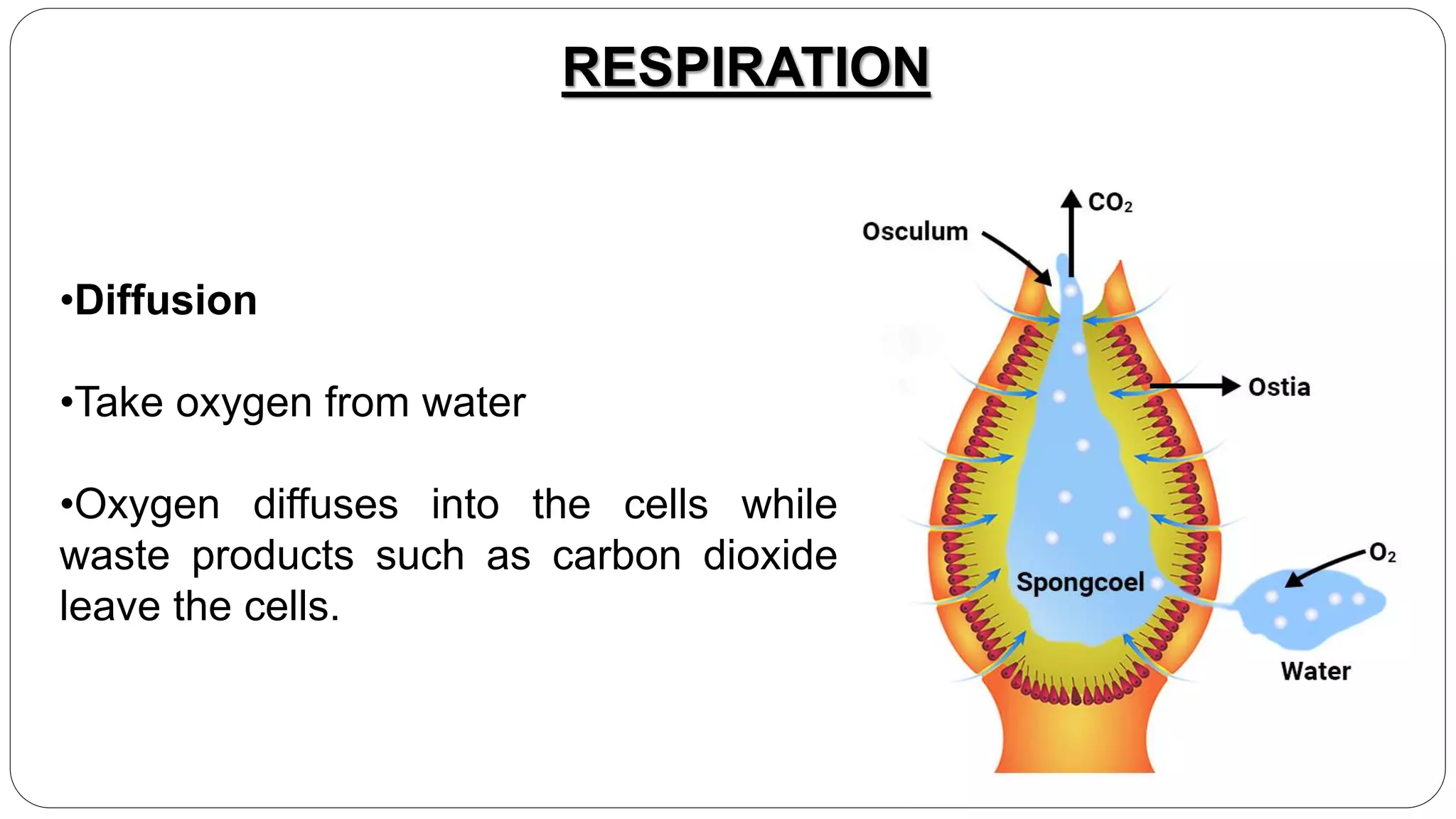 BIOLOGY OF SPONGES ppt | PPT
