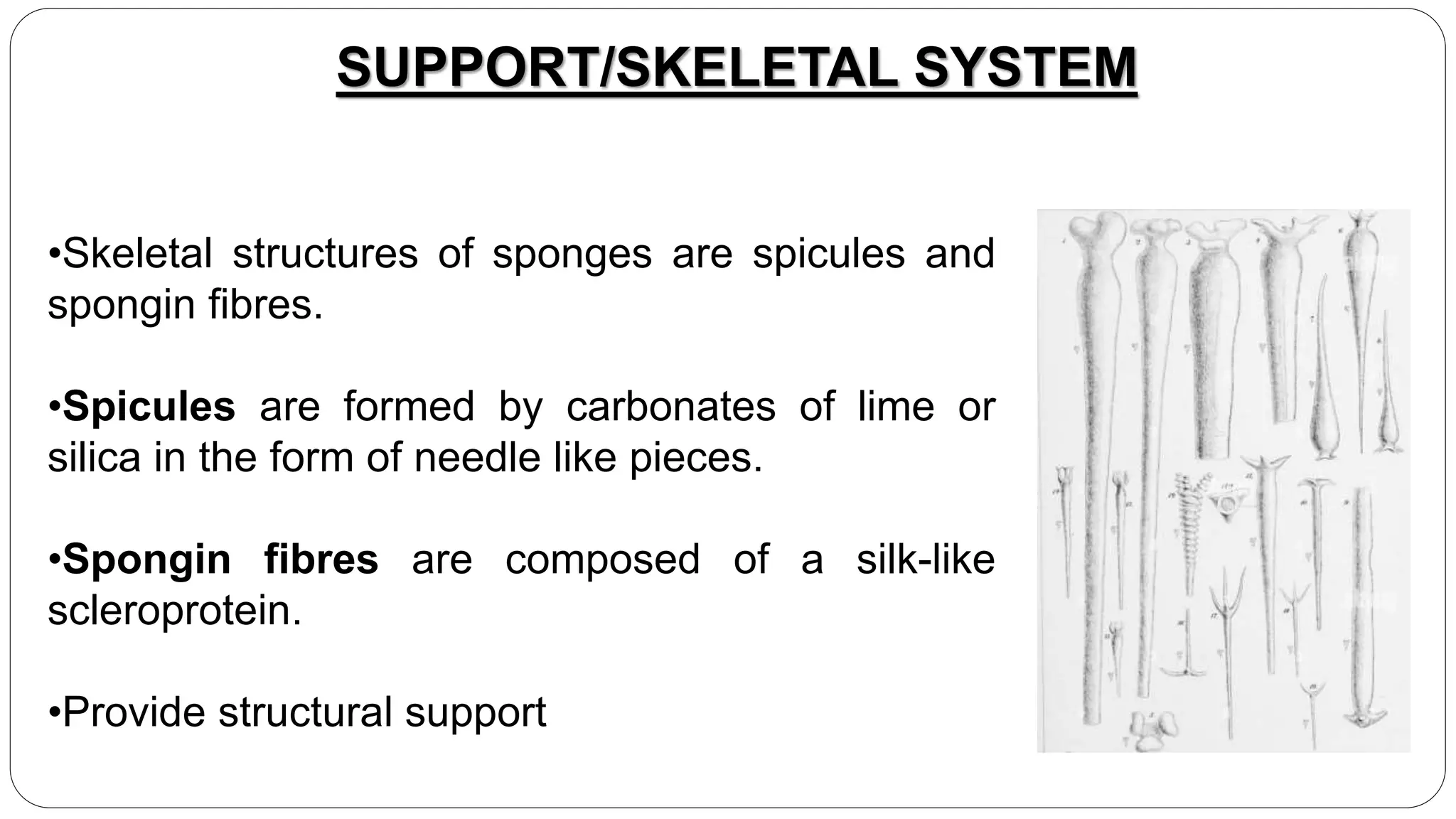 BIOLOGY OF SPONGES ppt | PPT