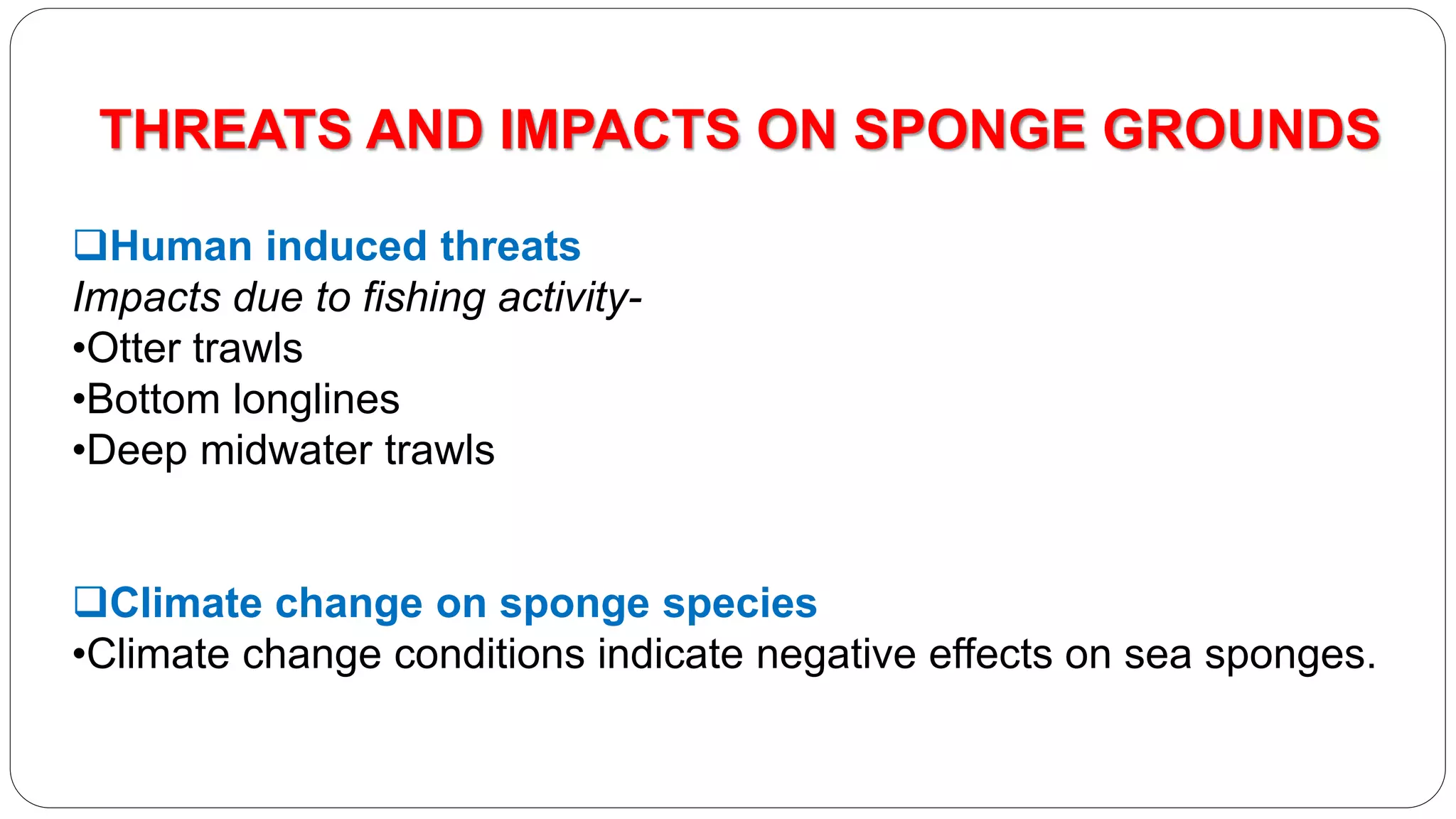 BIOLOGY OF SPONGES ppt | PPT