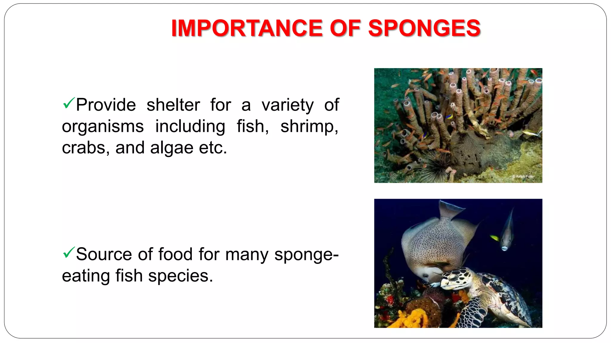 BIOLOGY OF SPONGES ppt | PPT