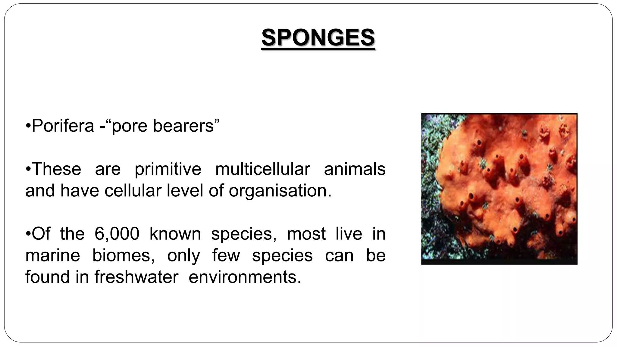 BIOLOGY OF SPONGES ppt | PPT